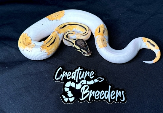 Orange Dream Pastel Piebald Het Clown Het Lavender Albino Ball Python by Creature Breeders