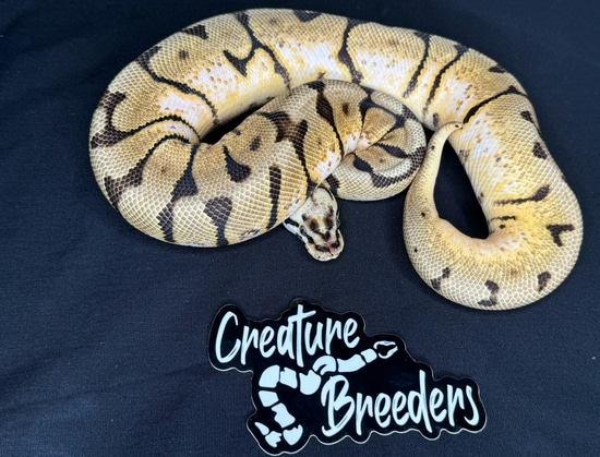 Pastel Spider Het TSK Axanthic Het Pied Ball Python by Creature Breeders
