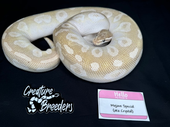 Mojave Special Ball Python by Creature Breeders