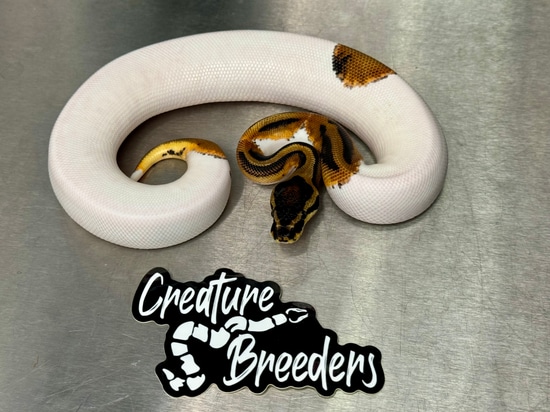 Orange Dream Pied Het Clown Ball Python by Creature Breeders