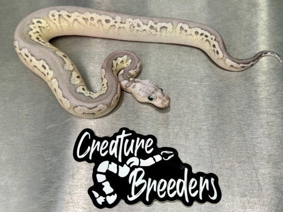 Super Pastel Cinnamon Clown Het Hypo Possible GHI Ball Python by Creature Breeders