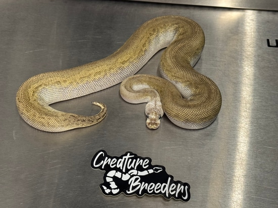 Phantom Or Special Super Pastel Cinnamon Blackhead Poss Leopard Clown Ball Python by Creature ...