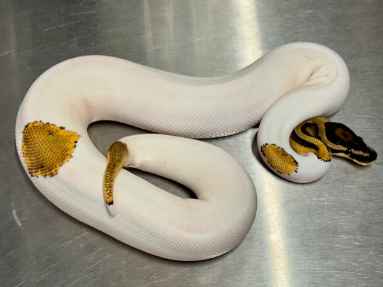 Orange Dream Pied Het Clown Ball Python by Creature Breeders