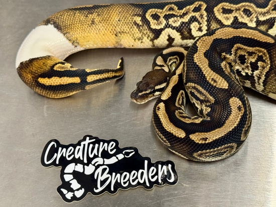 Black Pastel Fire Het Clown Het Pied Ball Python by Creature Breeders