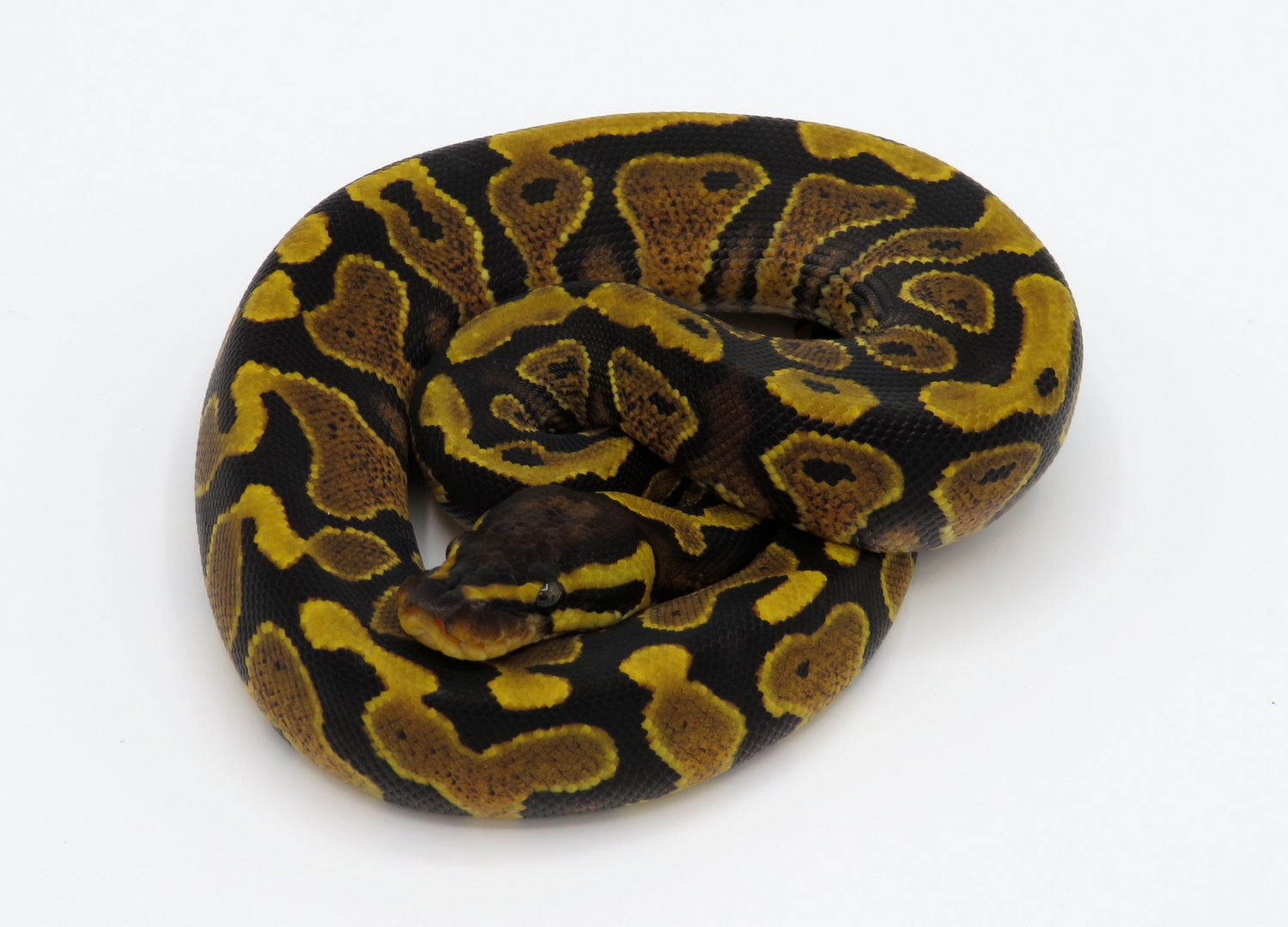 Bling Yellow Belly Ball Python by Python Designs - MorphMarket