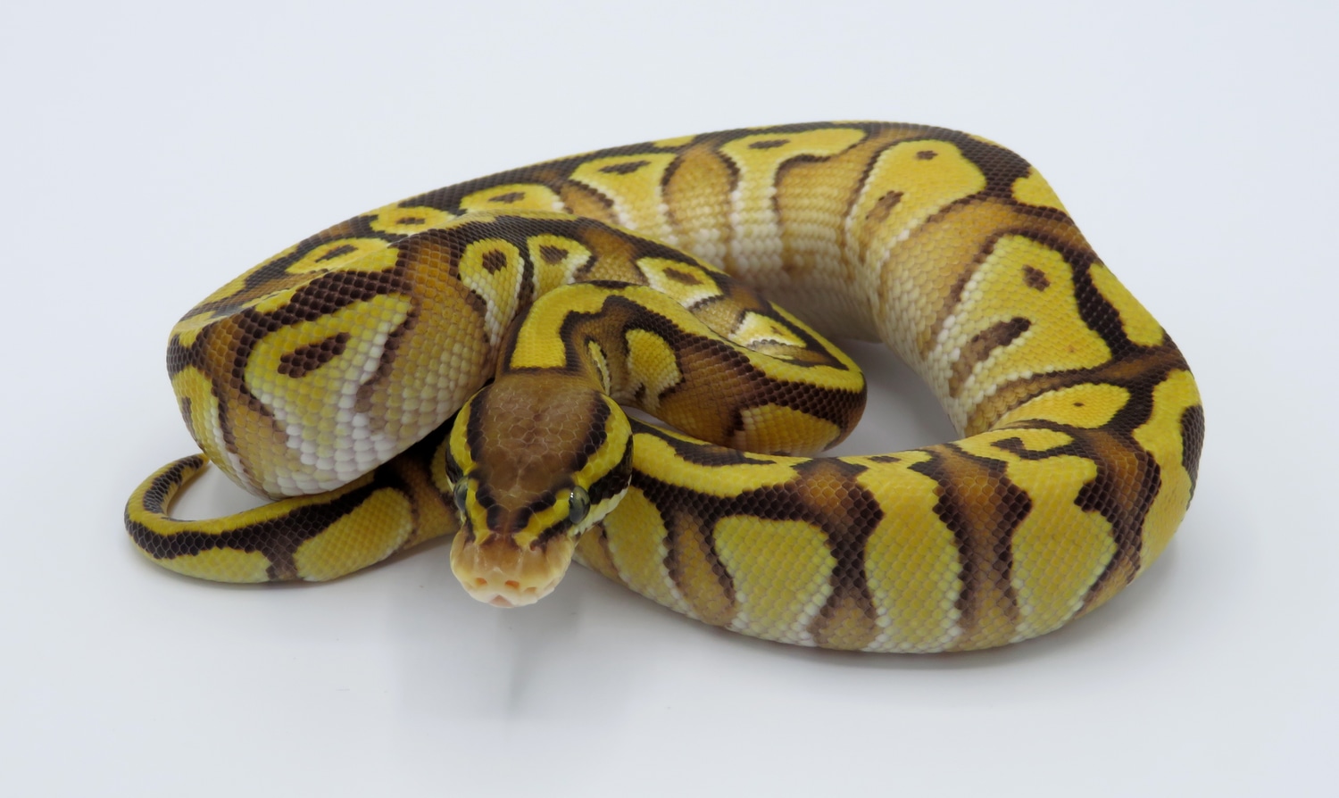 Pastave Enchi Yellow Belly Malum Ball Python by Python Designs - MorphMarket