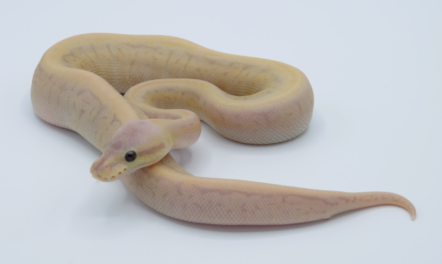 Banana Black Pastel Sterling Pinstripe Yellow Belly Ball Python by ...