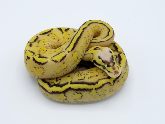 Pastel Super Stripe Ball Python by Python Designs