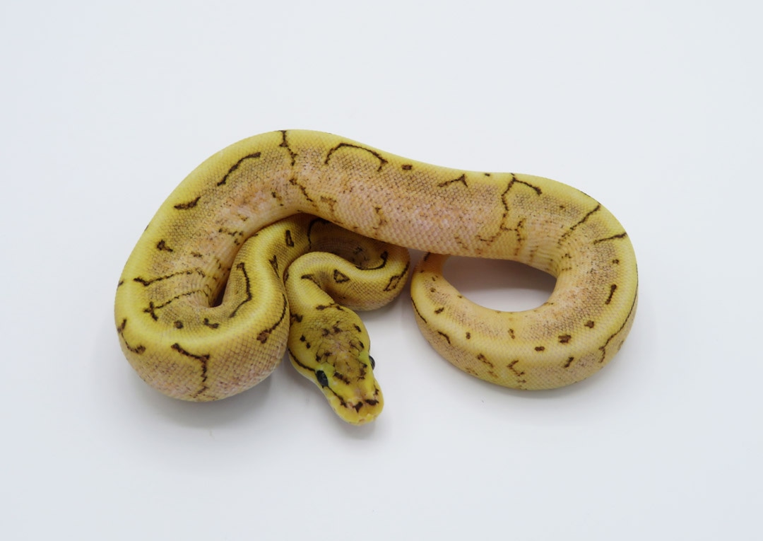 Pastel Enchi Vanilla Pinstripe Yellow Belly Ball Python by Python ...