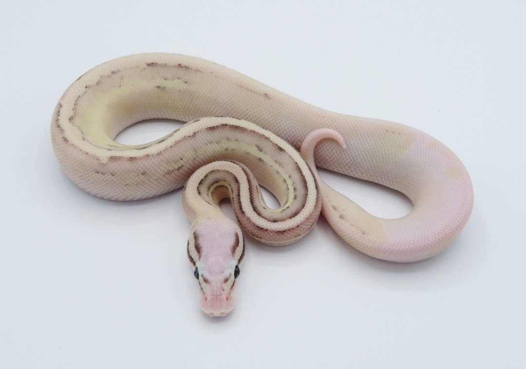 Super Pastel Vanilla Lucifer Yellow Belly Super Fader Ball Python by Python Designs - MorphMarket