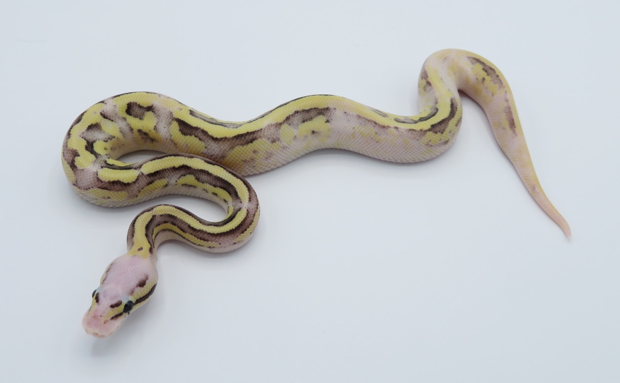 Super Pastel Vanilla Lucifer Yellow Belly Ball Python by Python Designs - MorphMarket