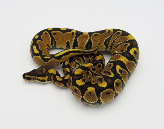 Jedi Yellow Belly Ball Python by Python Designs