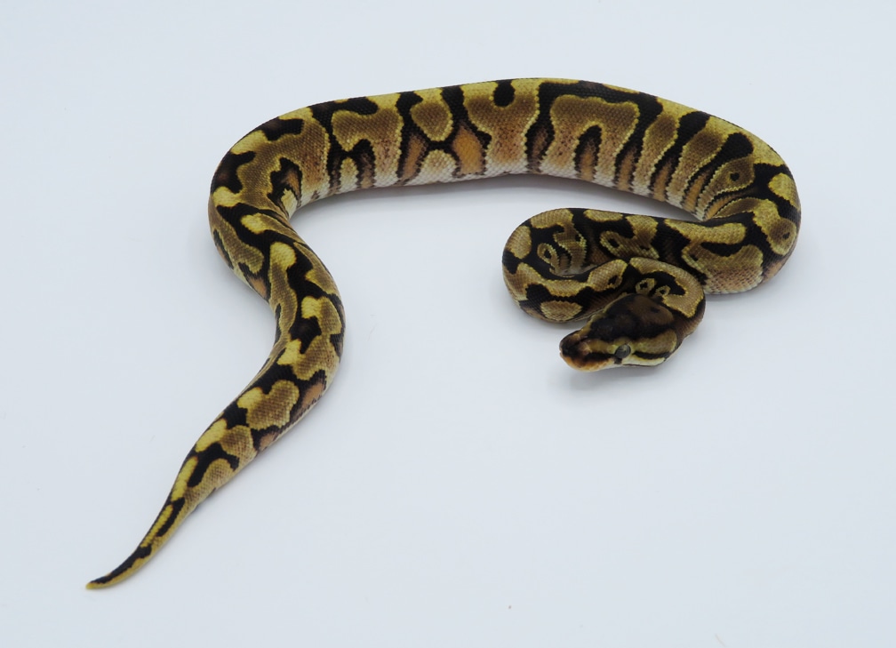 Hidden Gene Woma Specter Ball Python by Python Designs - MorphMarket