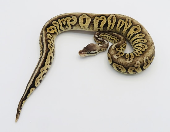 Black Pewter Lucifer Ball Python by Python Designs