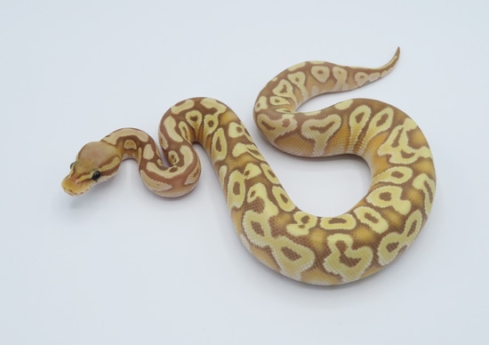 Banana Mojave Ghost Ball Python by Python Designs