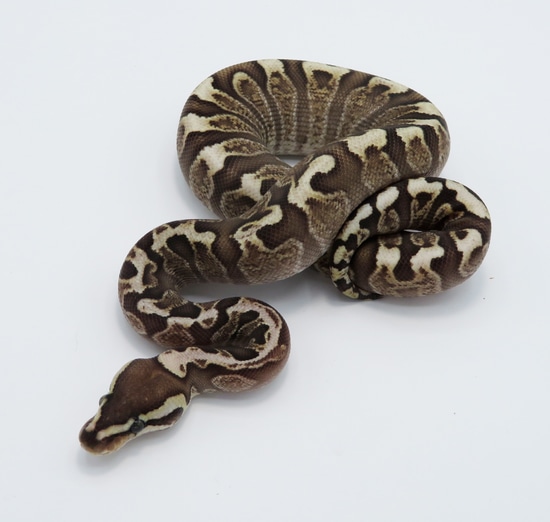 Phantom GHI Ball Python by Python Designs