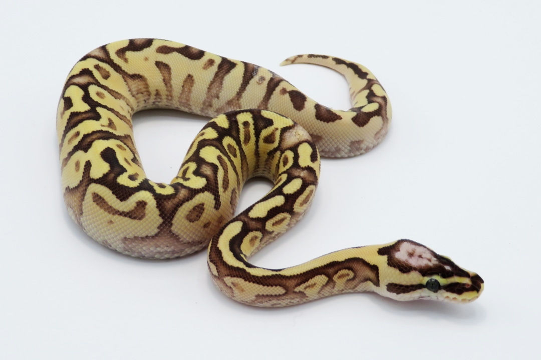 Super Pastel Fire Yellow Belly Enchi Fader Ball Python by Python ...