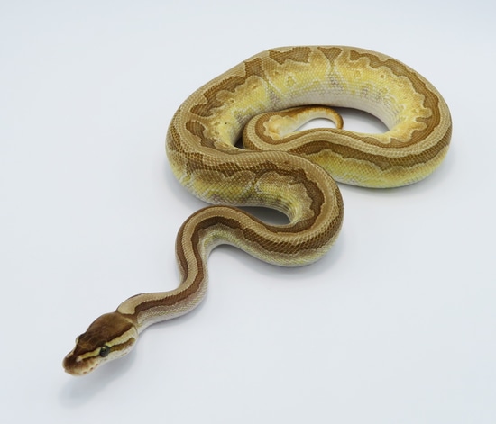 Kingpin Odium Ball Python by Python Designs