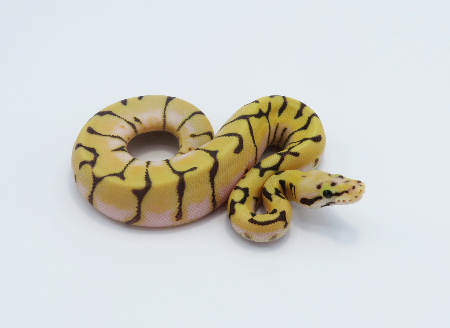 Pastel Enchi Spider Harlequin Orange Dream Ball Python by Python ...