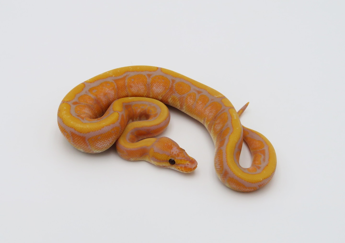 Banana Red Stripe Bling Yellow Belly Ball Python by Python Designs ...
