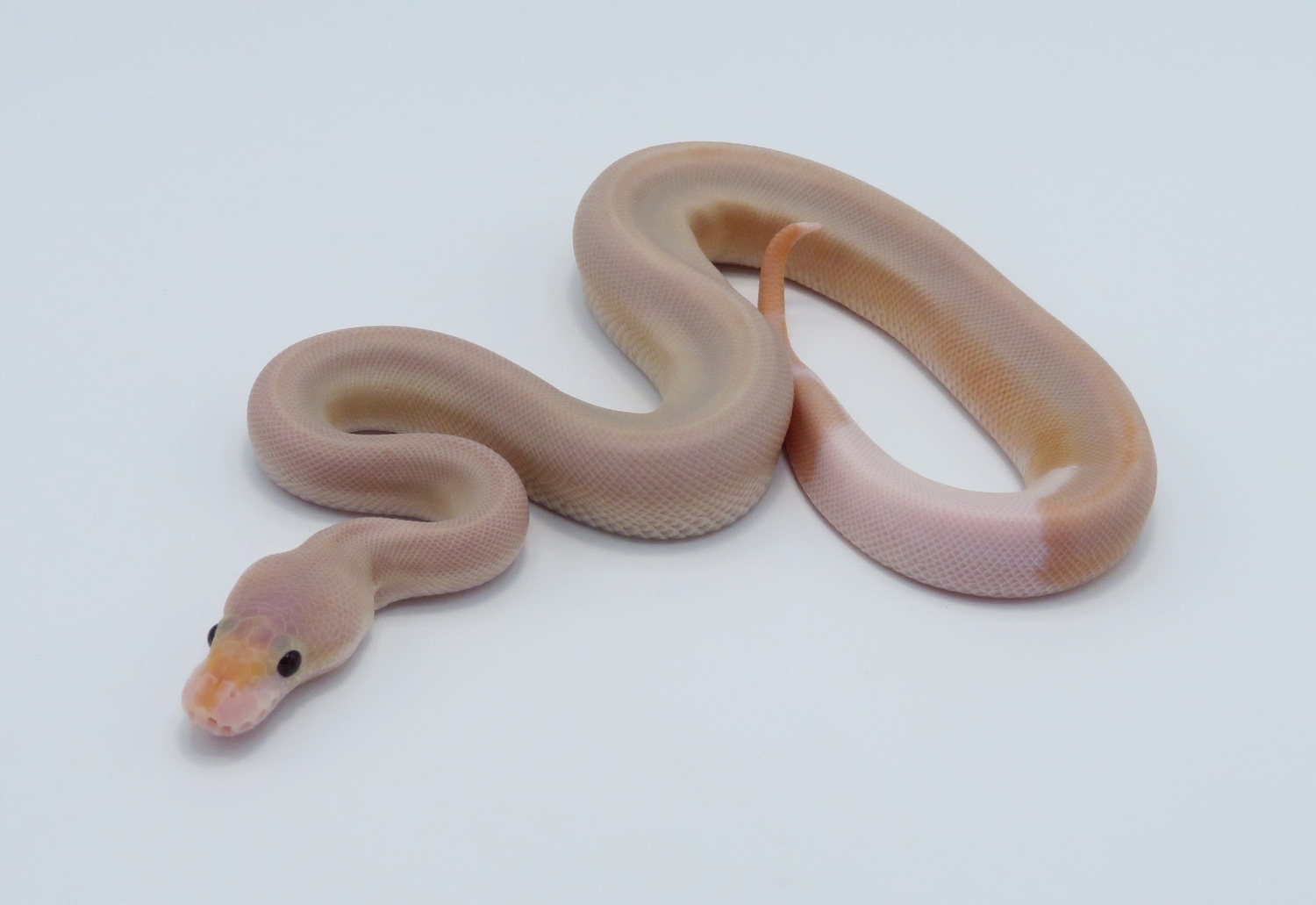 Black Pastel Banana Champagne Ghost Ball Python by Python Designs ...