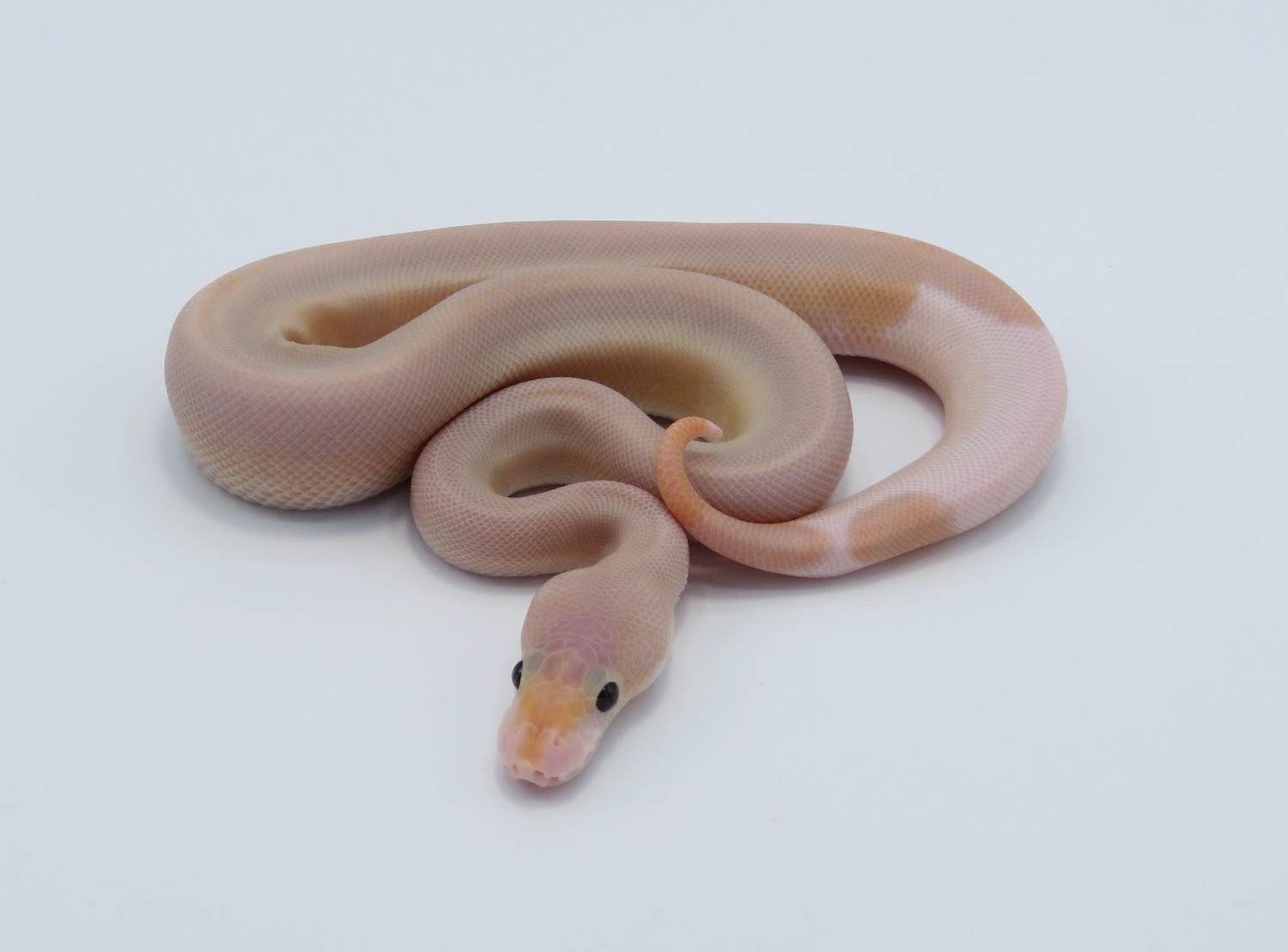 Black Pastel Banana Champagne Ghost Ball Python by Python Designs ...