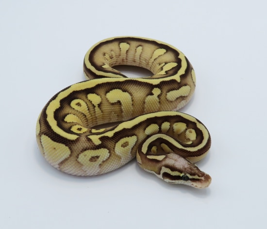 Pastel Lesser Lucifer Bling Yellow Belly Ball Python by Python Designs