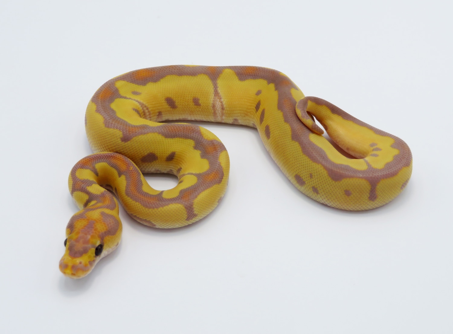 Banana Clown Ball Python by Python Designs - MorphMarket