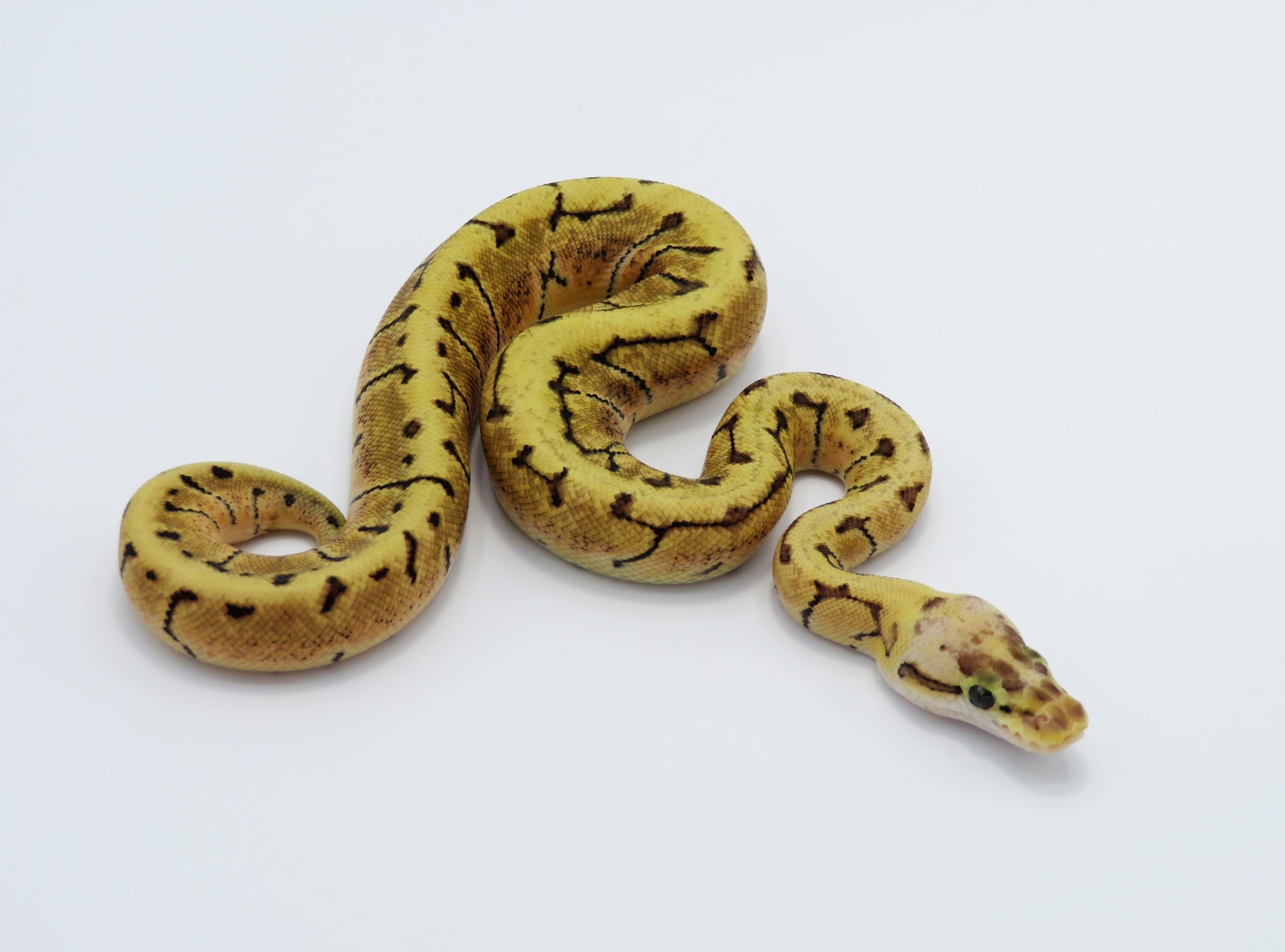 Pastel Enchi Pinstripe GCWoma Yellow Belly Pos Lesser Ball Python by ...