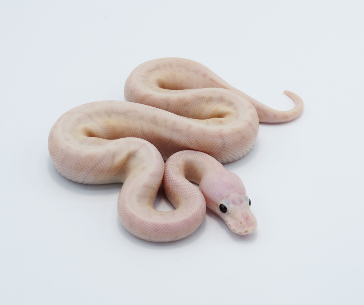 Black Pewter Banana Enchi GCWoma Pinstripe Fire Lesser Pos Yellow Belly ...