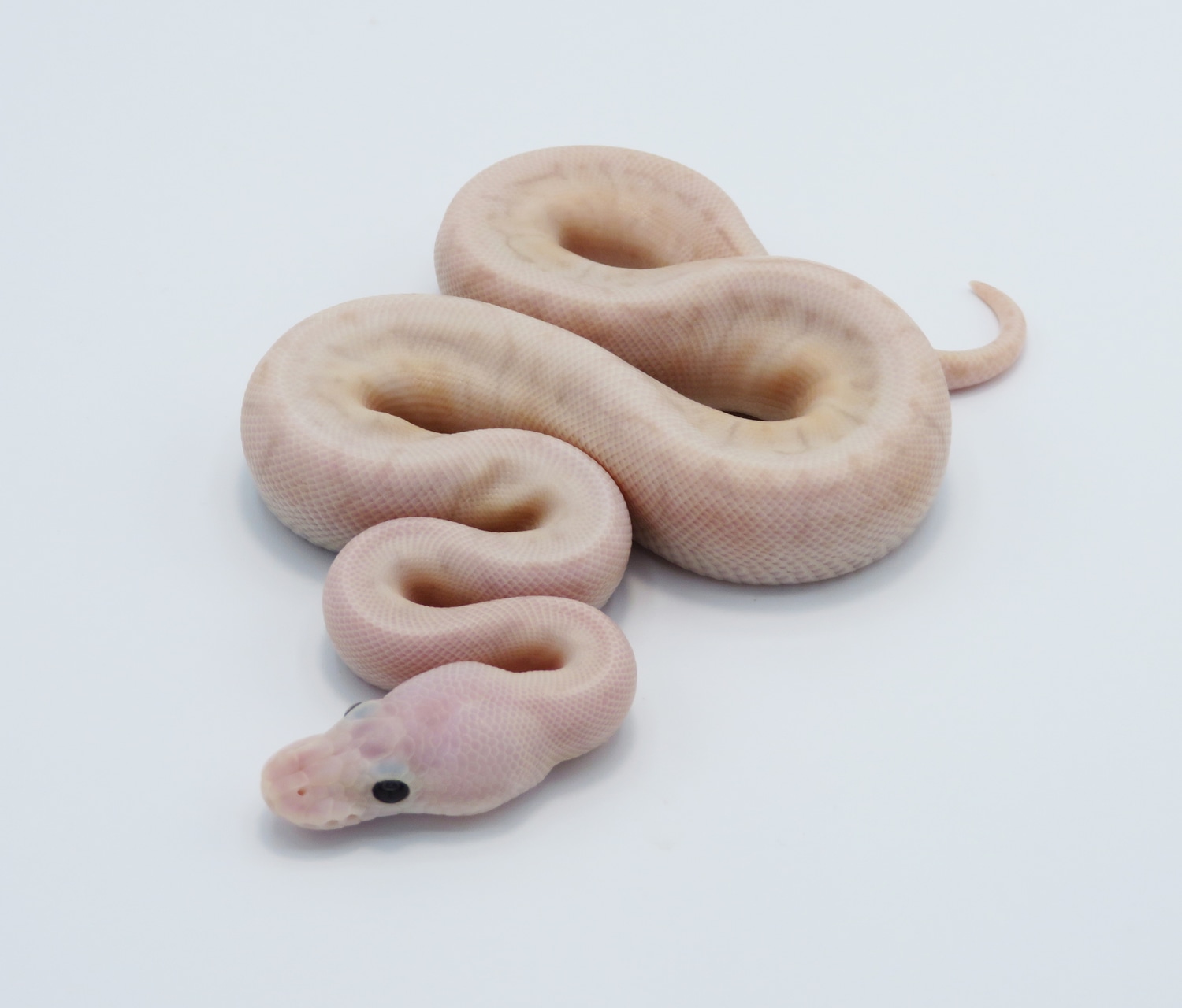 Black Pewter Banana Enchi GCWoma Pinstripe Fire Lesser Pos Yellow Belly ...