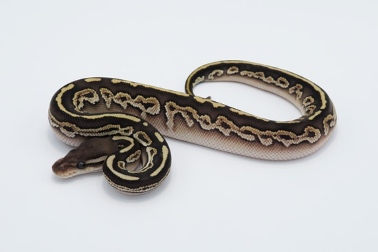 Black Pastel Lesser Bongo Ball Python by Python Designs