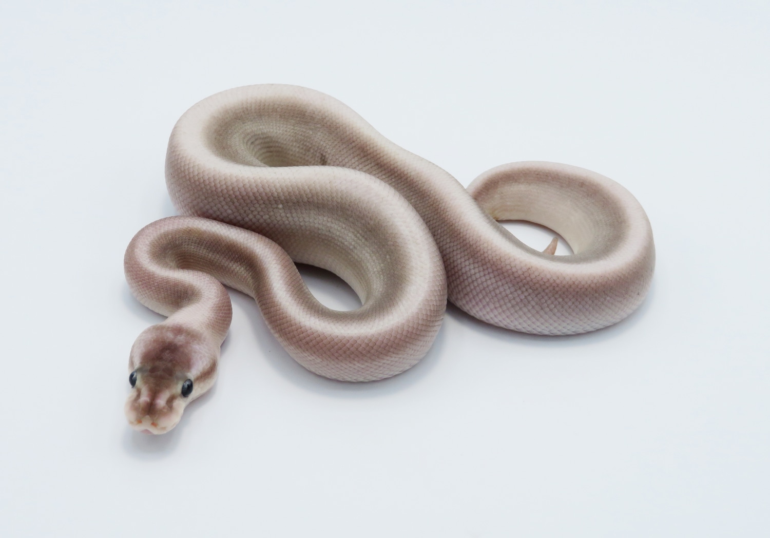 Black Sterling Cinder Pos Bongo Ball Python by Python Designs - MorphMarket