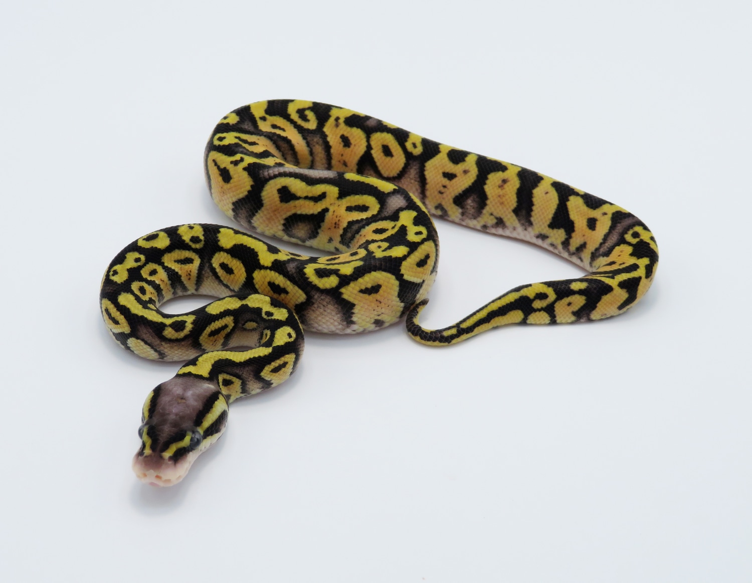 Pastel Cinder Ball Python by Python Designs - MorphMarket
