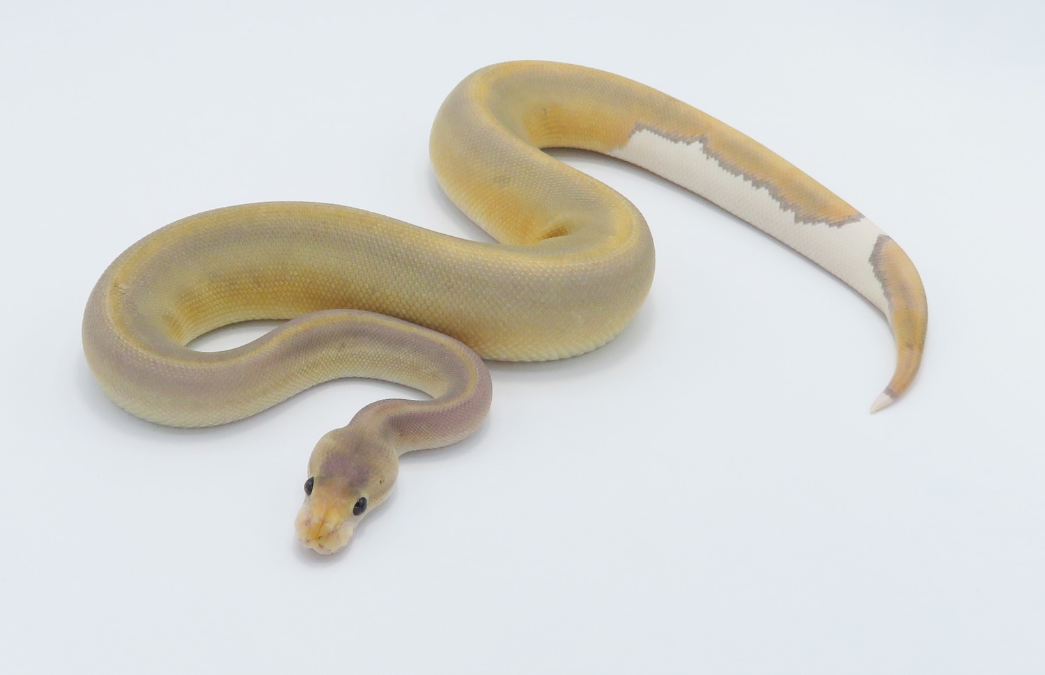 Black Pastel Mimosa Ball Python by Python Designs - MorphMarket