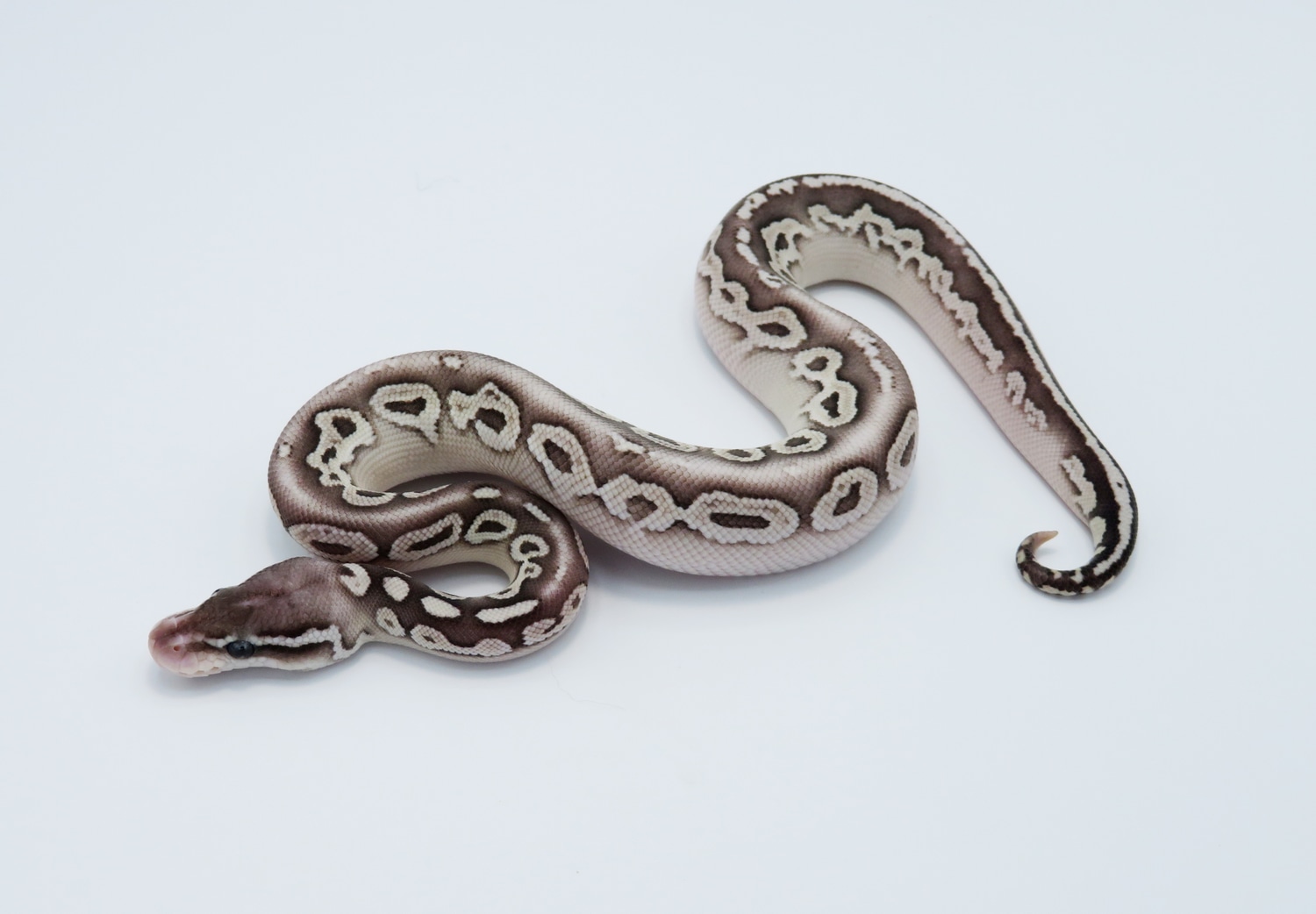 Black Pastel Lesser FIre Cinder Ball Python by Python Designs - MorphMarket