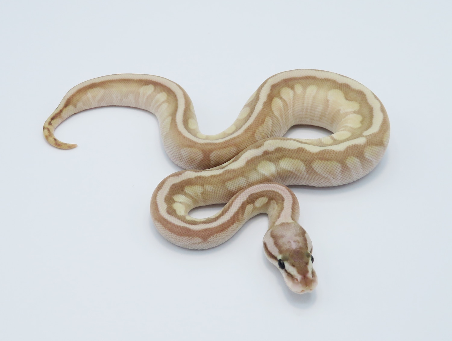 Pastel Enchi Hidden Gene Woma Lesser Harlequin Odium Ball Python by ...