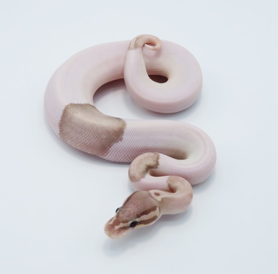Black Pewter Banana Piebald Ball Python by Python Designs