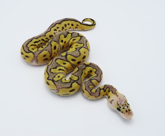 Super Pastel Yellow Belly Granite Clown Ball Python by Python Designs