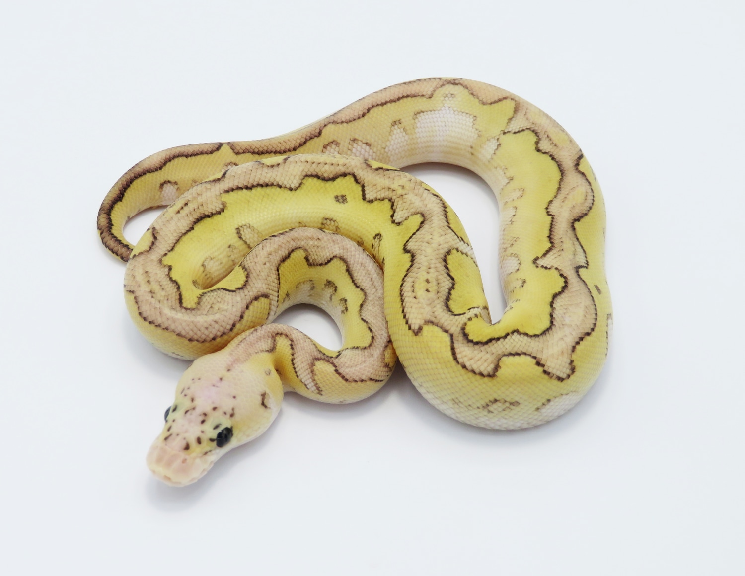 Super Pastel Lesser Yellow Belly Granite Clown Ball Python by Python ...