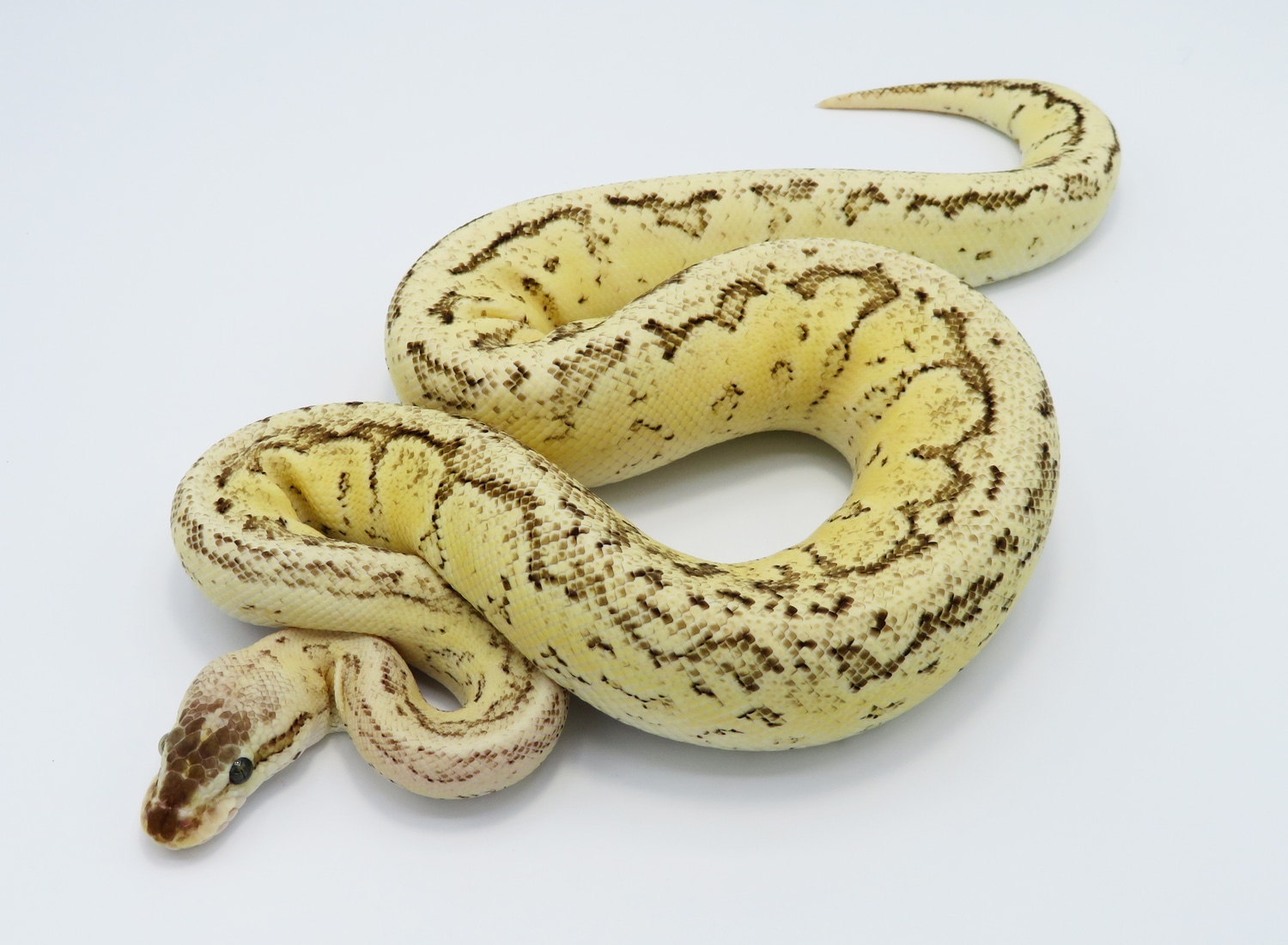 Super Pastel Enchi Fire GCWoma Pinstripe Yellow Belly Ball Python by ...