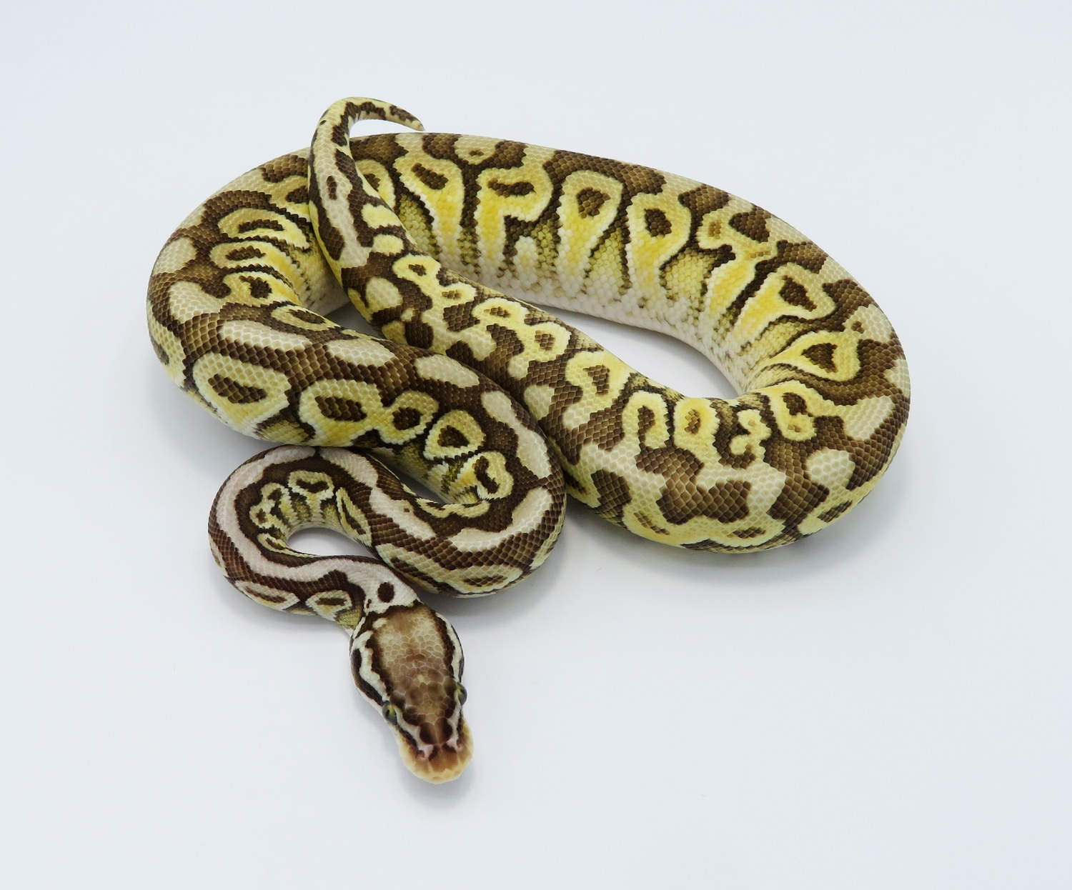 Pastel Lesser Spotnose Het Clown Ball Python by Python Designs ...