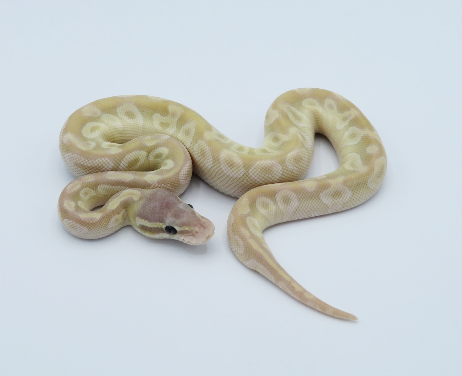 Crystal Ball Python by Python Designs - MorphMarket