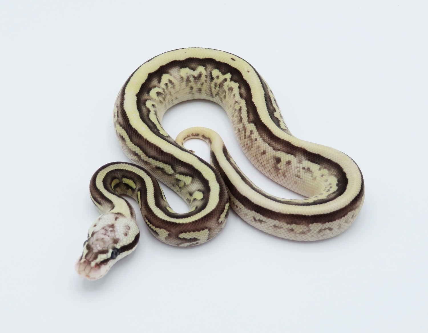 Pastel Enchi Leopard Lesser Lucifer Yellow Belly Ball Python by Python ...