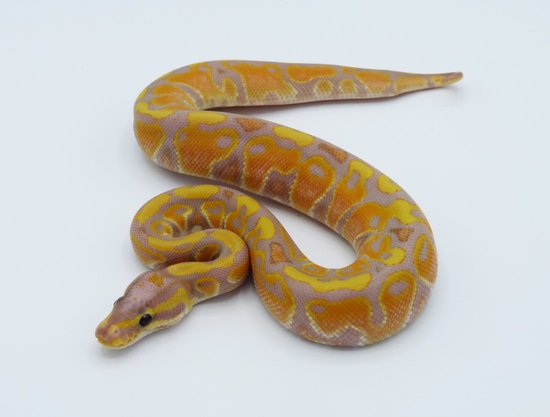 Banana Black Pastel Hypo Pos Het Clown Ball Python by Python Designs
