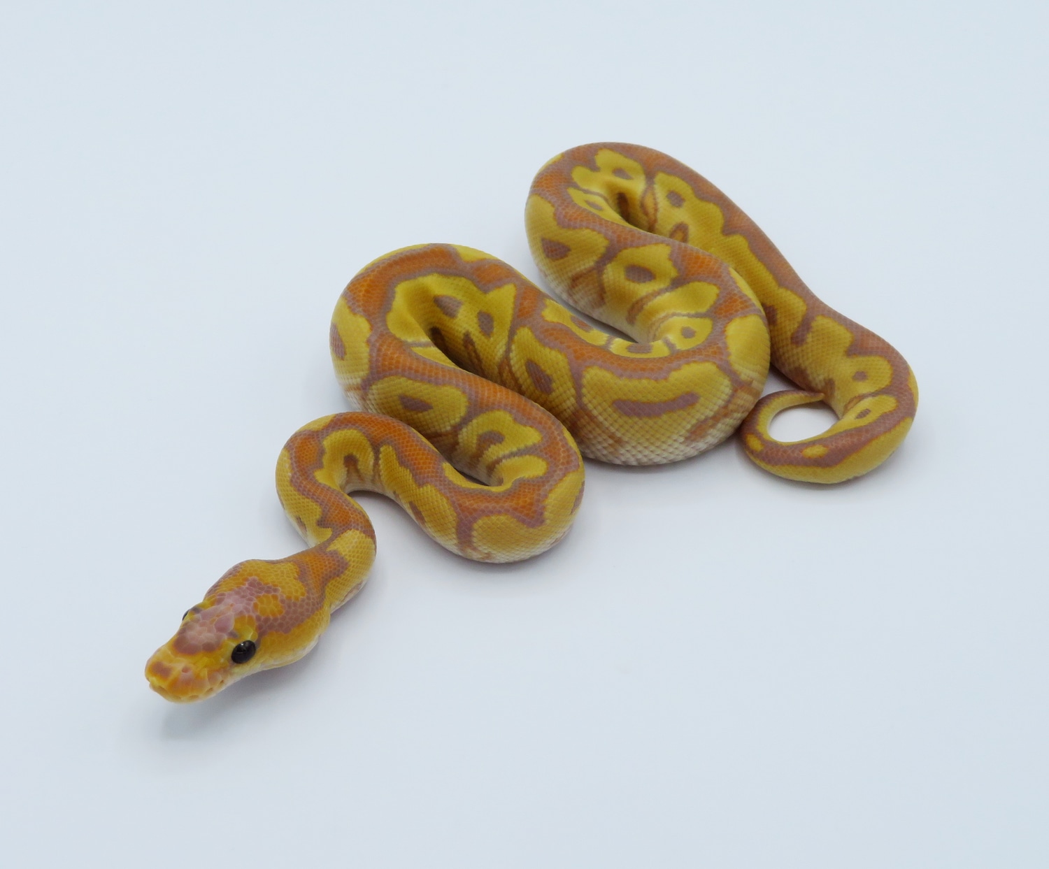 Black Pastel Banana Clown Het Hypo Ball Python by Python Designs ...