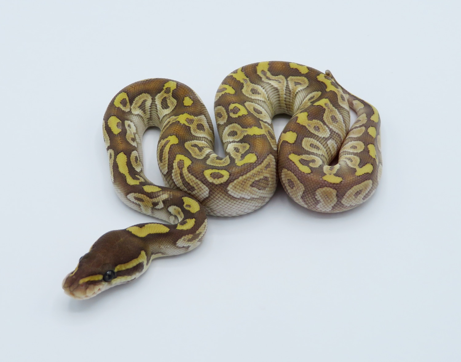 Mystic Crystal Ball Python by Python Designs - MorphMarket
