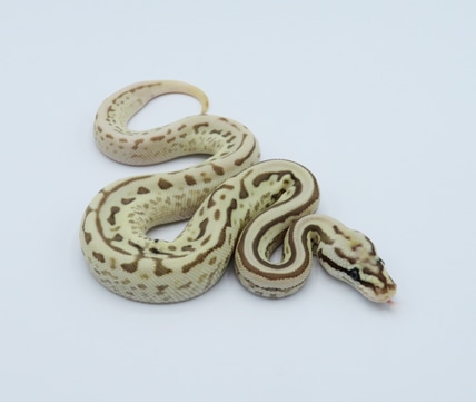 Black Head Hidden Gene Woma Mojave Fire Yellow Belly Odium Ringer Gene ...