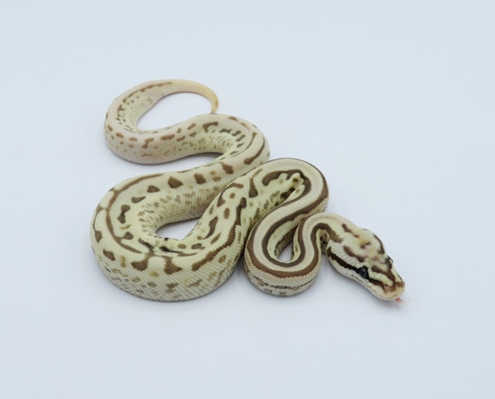 Pastel Enchi Leopard Lesser Spider Yellow Belly Ball Python by Python ...