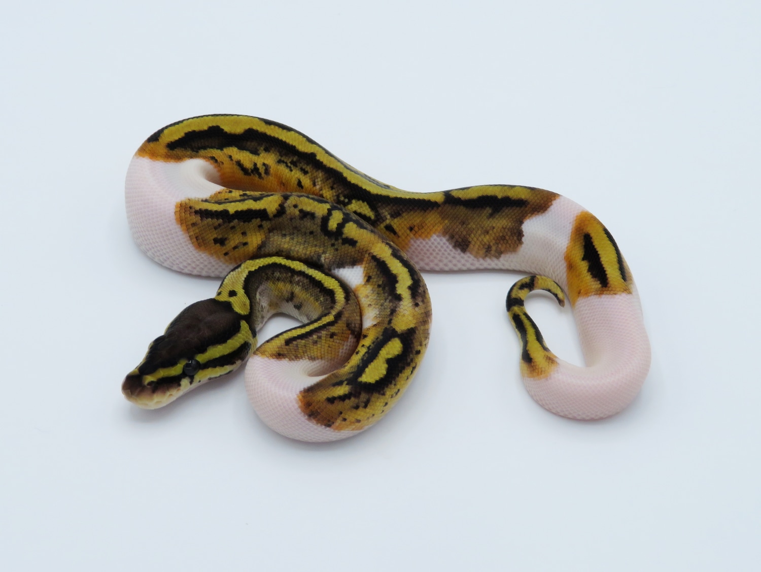 Pastel Piebald Ball Python by Python Designs - MorphMarket